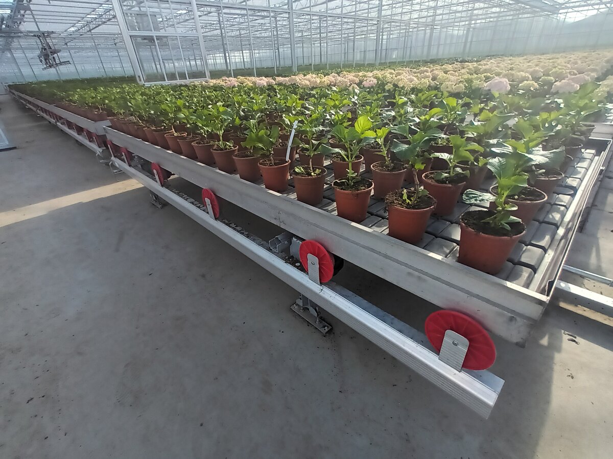 Most sustainable hydrangea greenhouse, with water and transport system by Bosman Van Zaal, opens ...