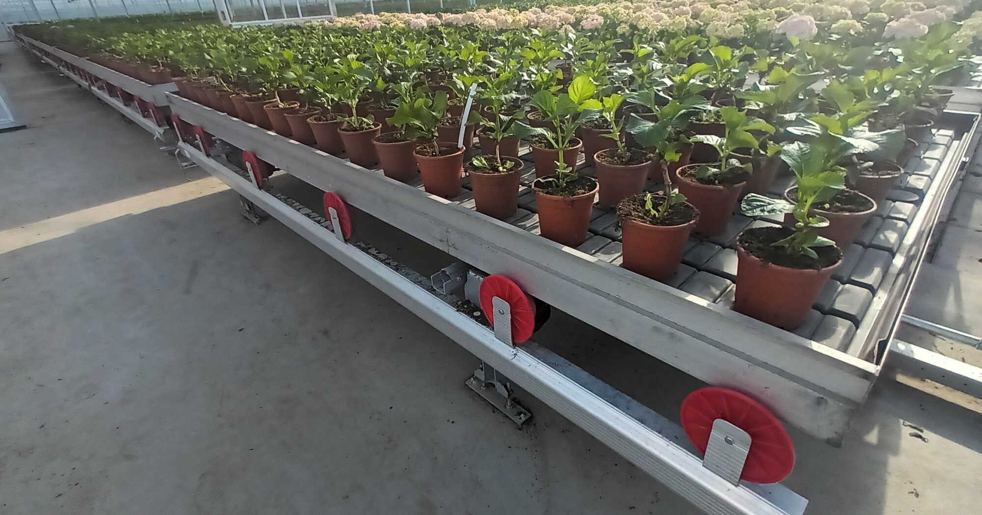 Maelor Forest Nurseries