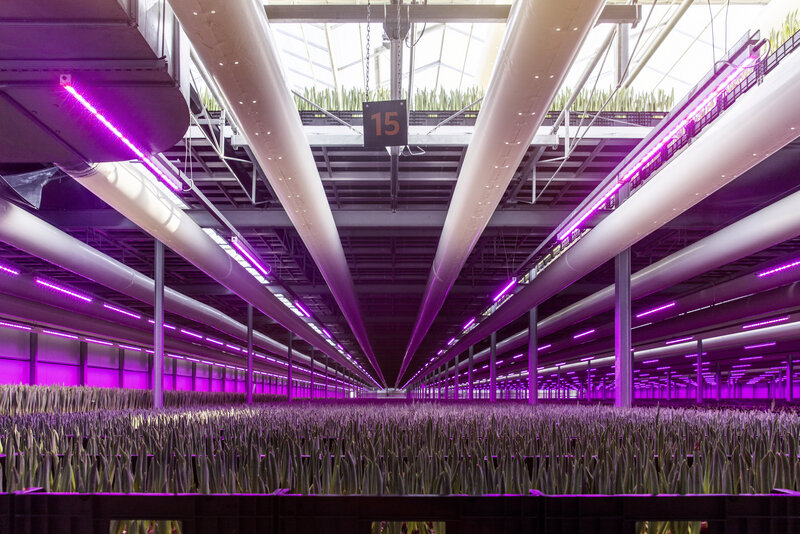 Successful Vertical Farming applications - Automation