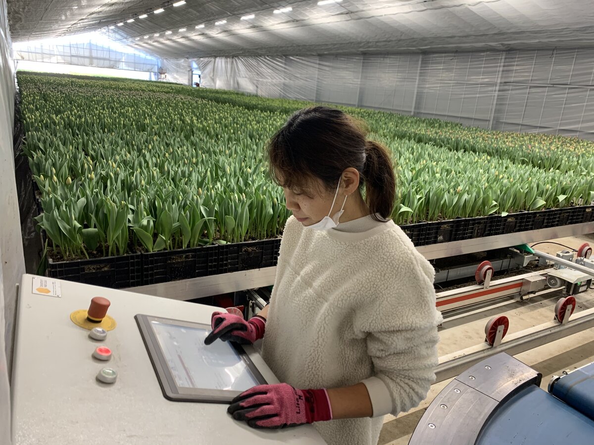 Installing an automated tulip cultivation system via Teams