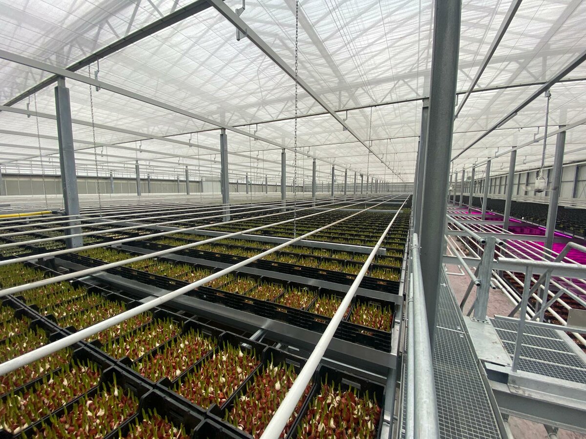 The ease of overview with logistics for tulip growers