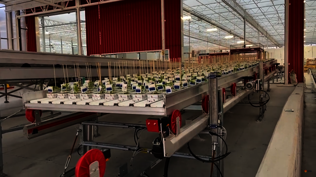 Speed up propagation of vegs with special logistics system